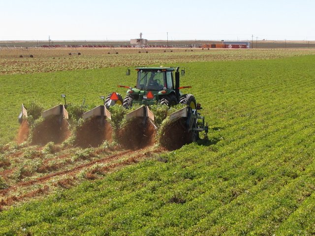 Viewing a thread - Peanut digging 09 (pics)