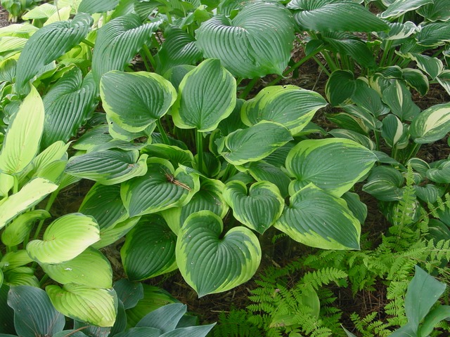 New for 2012: Hosta 'Abiqua Moonbeam' - Hallson Gardens