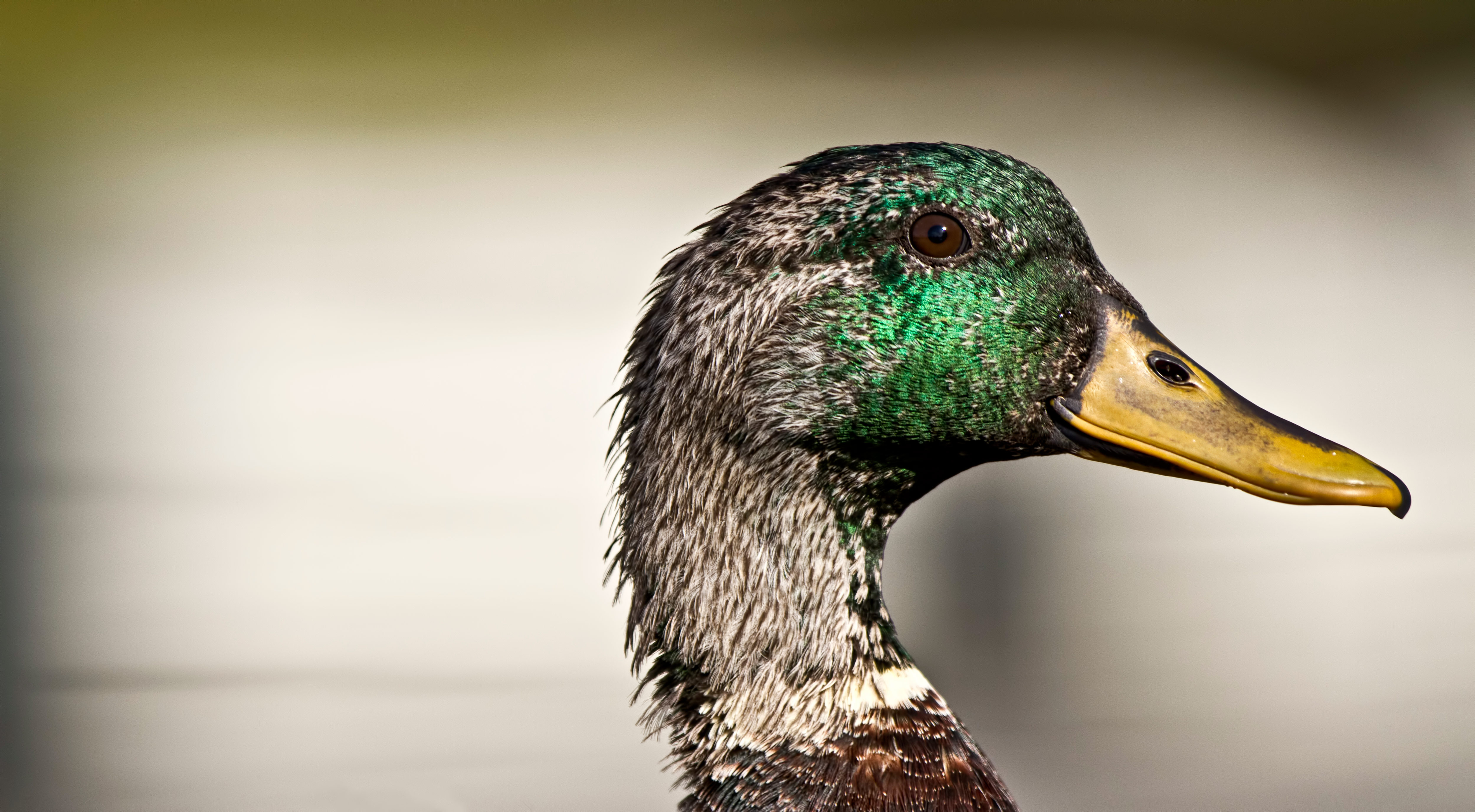 FARK.com: (7185620) Theme of Farktography Contest No. 373: "Birds 2 ...