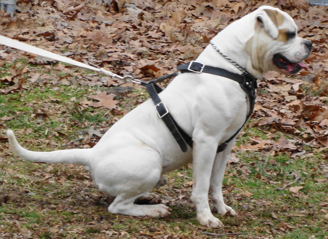 Researching two more outcross standard performance breedings - The ...