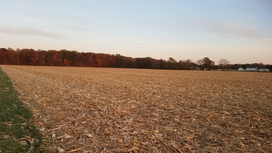 Viewing a thread - No till soybeans in spring behind a chopping corn head