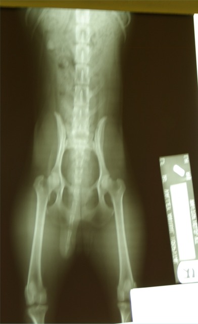 Normal hip xray dog - chipspolf